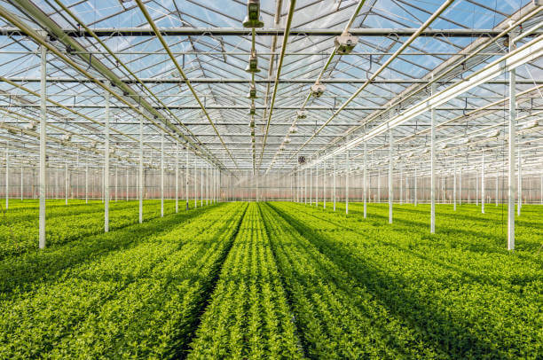 Monitoring of Greenhouse Environment Using IoT | TEKTELIC